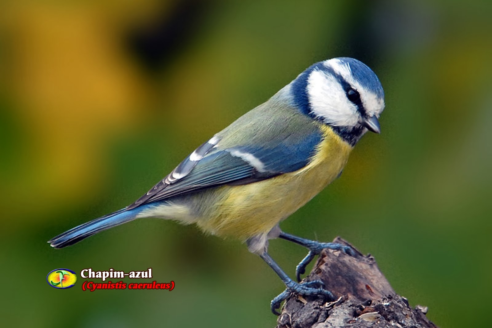 Zoologia: Chapim-azul (Cyanistes caeruleus)